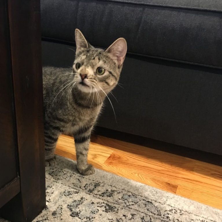 Meet Maya, The Cat With An Extra Chromosome Put On Death Row Because ...