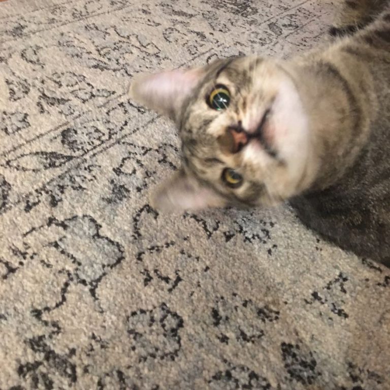 Meet Maya, The Cat With An Extra Chromosome Put On Death Row Because ...