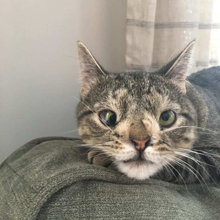 Meet Maya, The Cat With An Extra Chromosome Put On Death Row Because ...