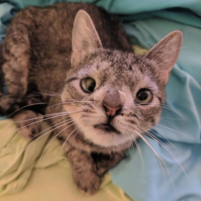 Meet Maya, The Cat With An Extra Chromosome Put On Death Row Because ...