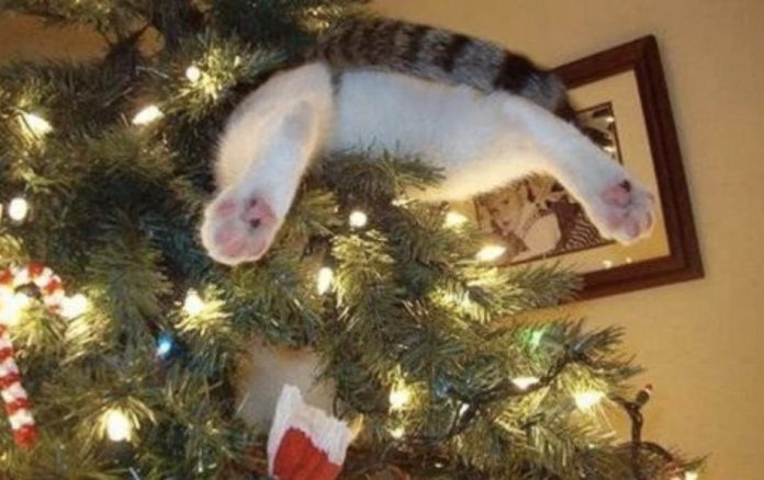 18+ Cats That Enjoy Destroying Christmas… | Catlov