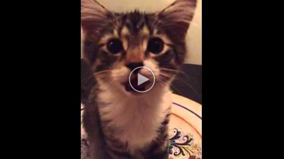This Little Kitten Just Woke Up and She’s Telling Us All About It! | Catlov