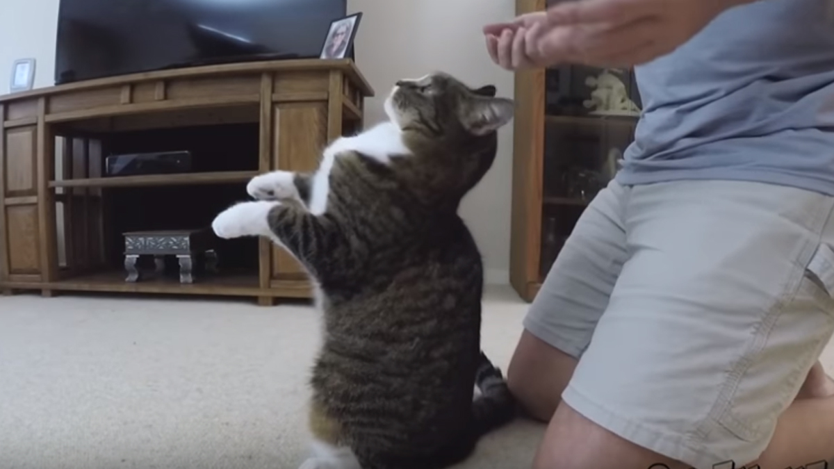 Cat Lives For "Trust Falls" With His Owner, Hilarious! | Catlov