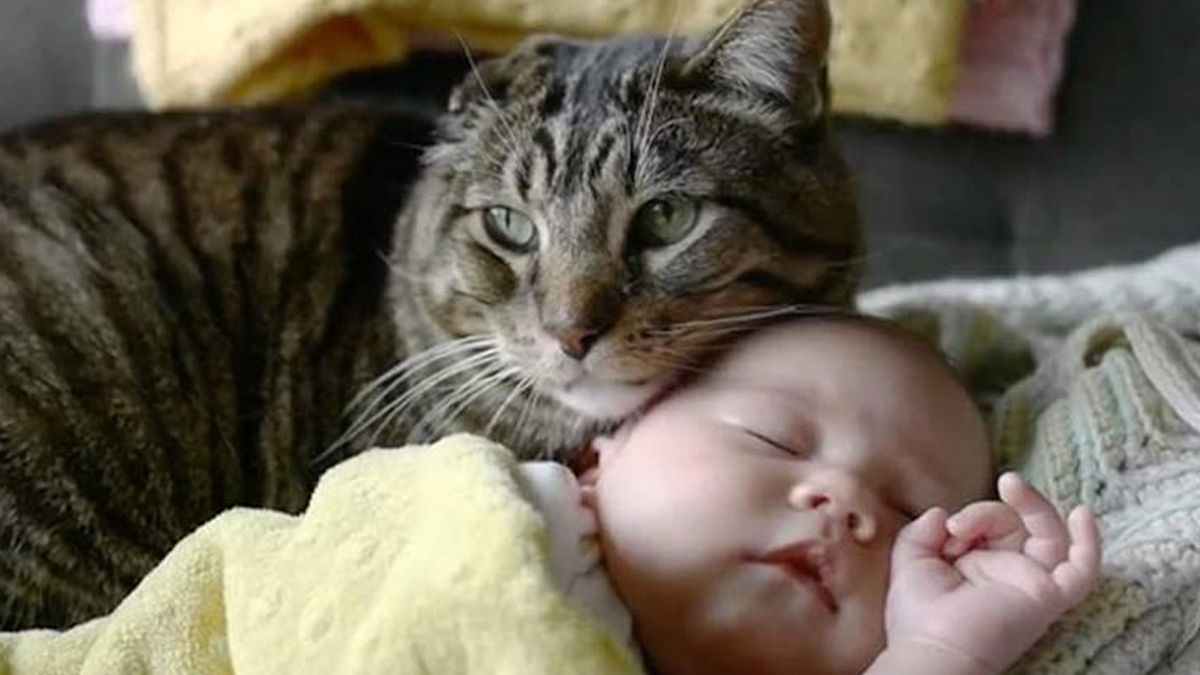 Newborn Baby is Introduced to The Family’s Cat And It’s Simply ...