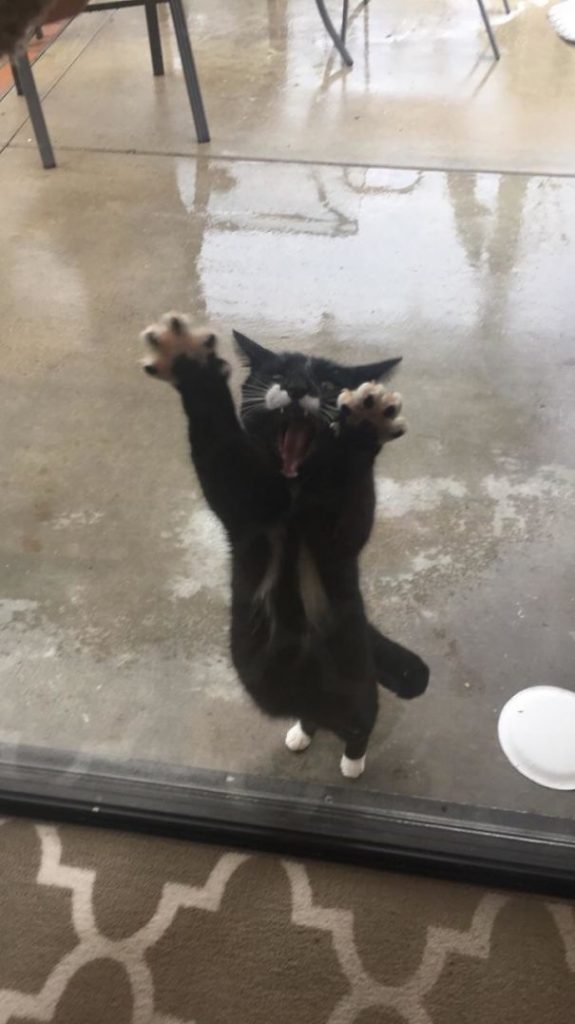 21+ Overly Dramatic Cats Who Deserve An Oscar | Catlov 21+ Overly Dramatic Cats Who Deserve An Oscar | Catlov