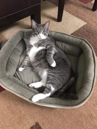 21+ Overly Dramatic Cats Who Deserve An Oscar | Catlov