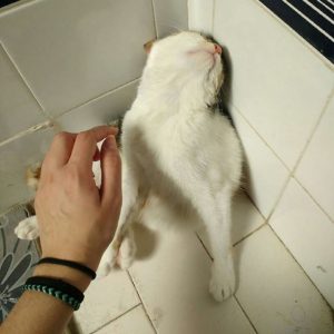 21+ Overly Dramatic Cats Who Deserve An Oscar | Catlov