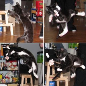 21+ Overly Dramatic Cats Who Deserve An Oscar | Catlov