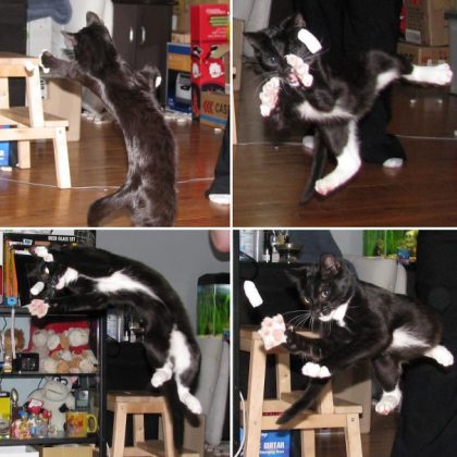 21+ Overly Dramatic Cats Who Deserve An Oscar | Catlov