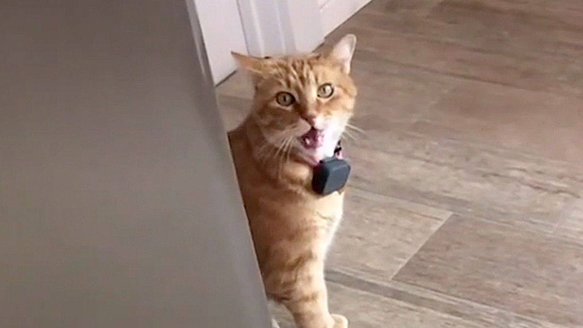 Featured-Oh-Hi-Cat-FB | Catlov