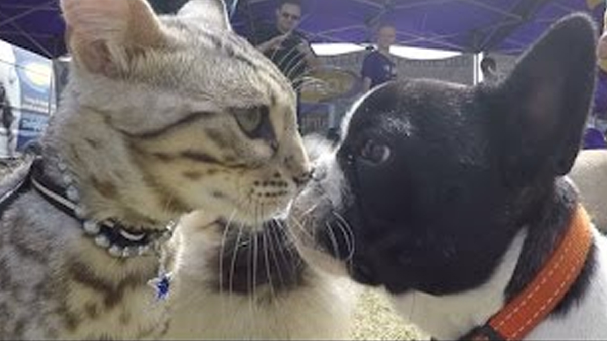 Watch This Cat Meet 50 Dogs At A Dog Show | Catlov