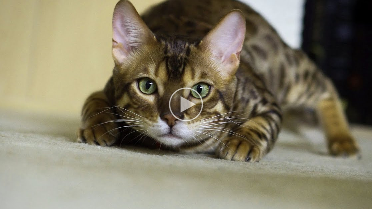 Cute, Sneaky Cats That Make You Laugh Out Loud | Catlov