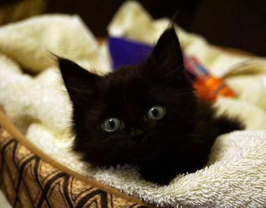 20+ Photos Of The Cutest Kittens Ever | Catlov