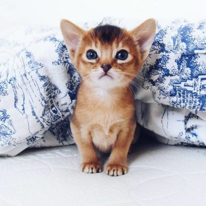 20+ Photos Of The Cutest Kittens Ever | Catlov