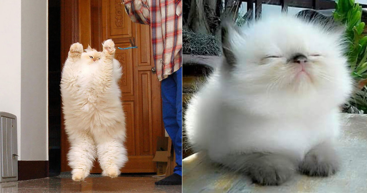 18 Cats That Give A Whole New Meaning To Fluffy Cats Catlov