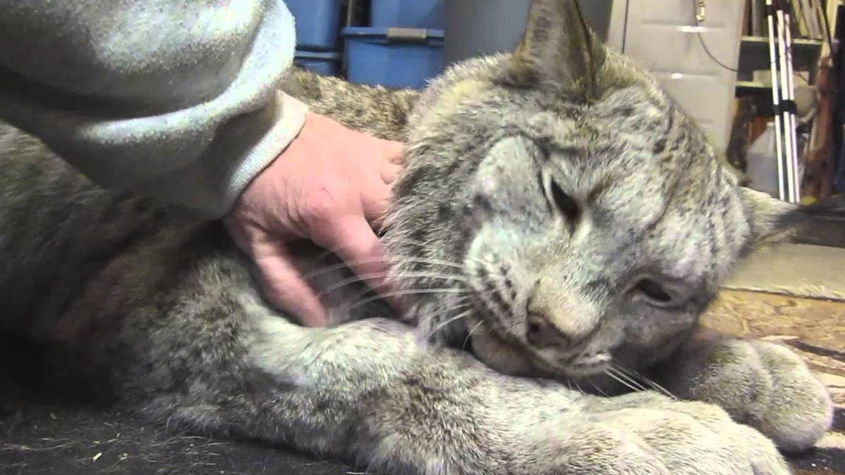 Meet Max The Canadian Lynx – He’s a Big Baby | Catlov