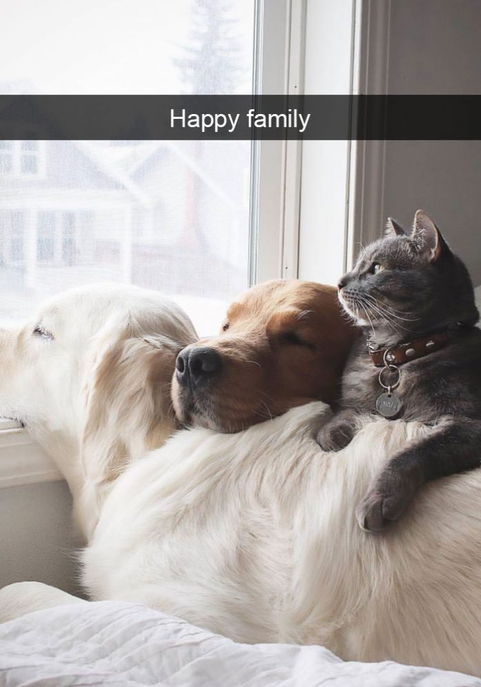 21+ Cat Snaps Whose Sole Purrpose Is To Bring You Joy | Catlov