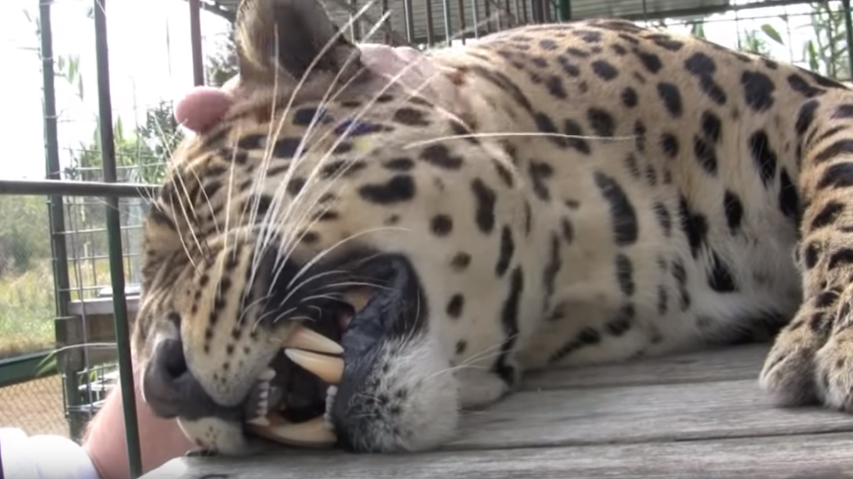 Watch The Amazing Reaction When A Human Pets This Massive Rescue ...