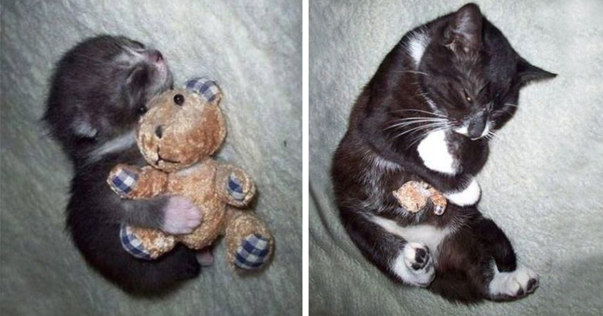 15 Cats Recreate Photos From Their Kittenhood | Catlov