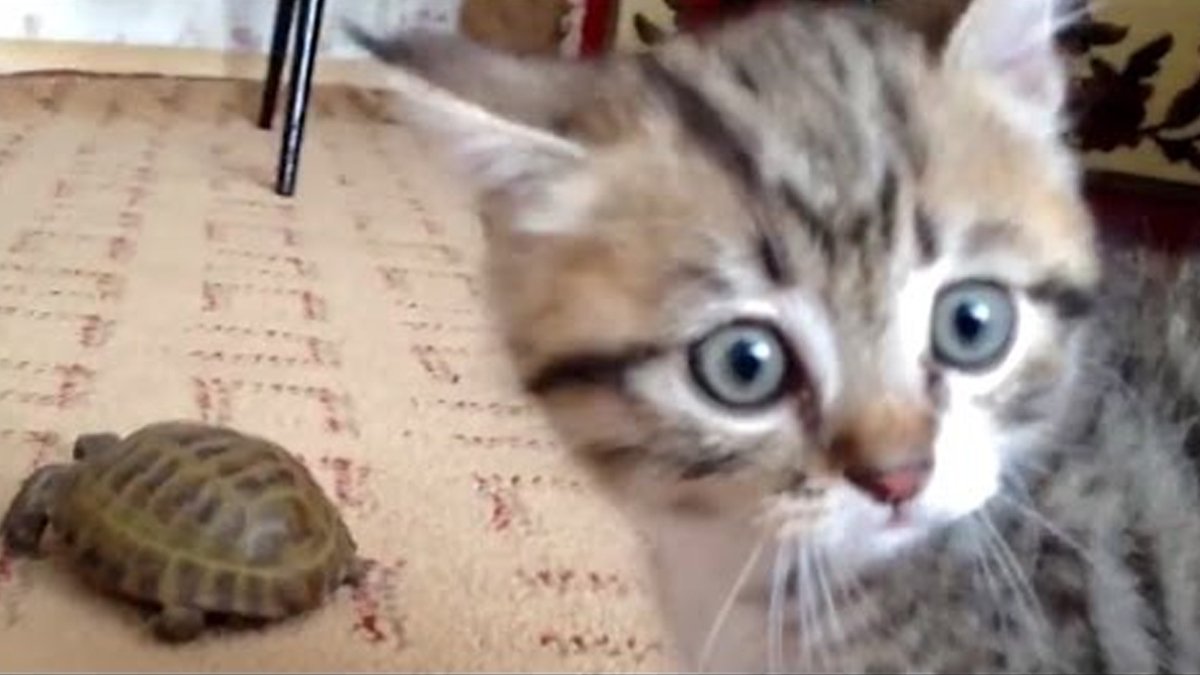 Kitten Has No Idea What To Make Of This Tortoise | Catlov