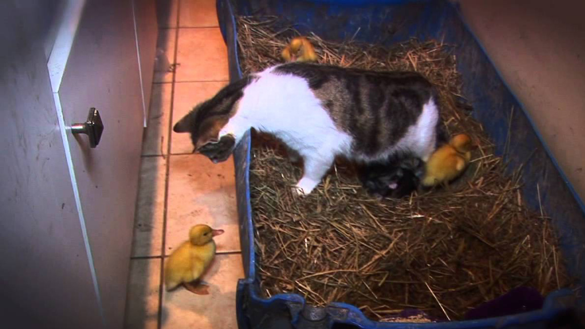 Ducklings With Their Mother Cat | Catlov