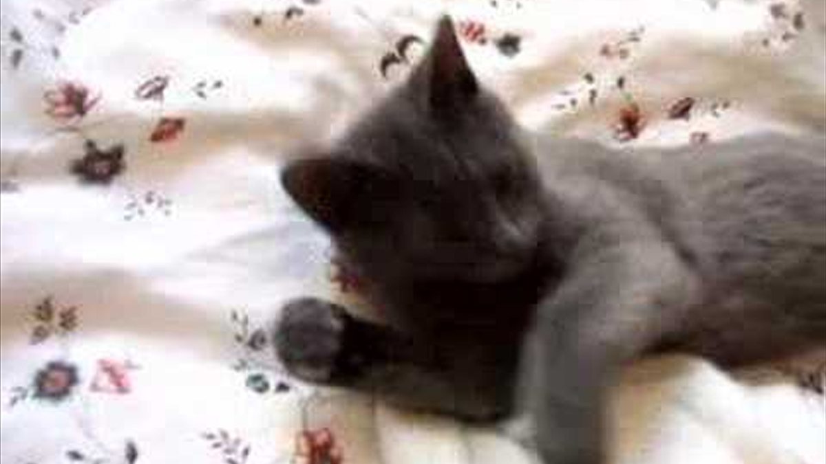 A Very Talkative Cat | Catlov