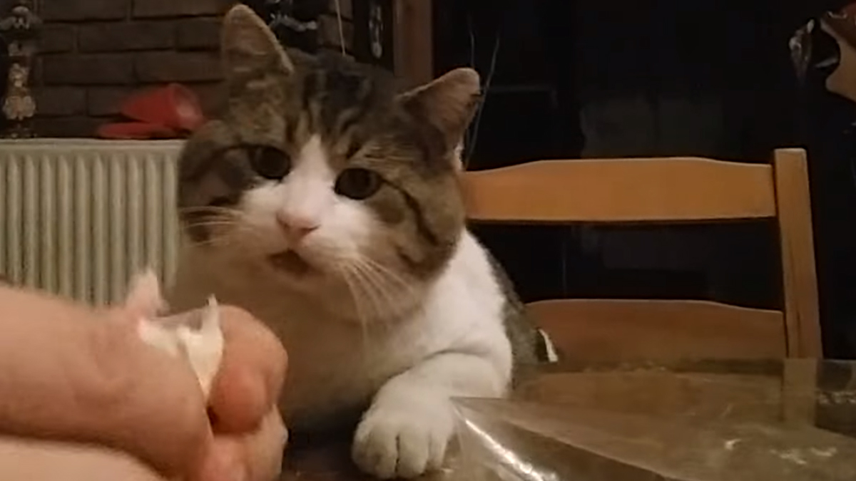 Curious Kitty Just Can’t Resist When He Notices His Human Eating | Catlov