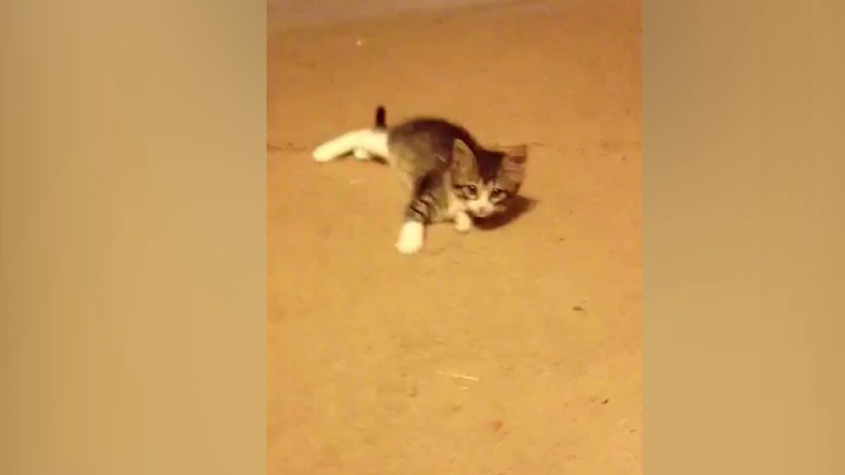 Kitten Has The Best Reaction to Her Reflection And You Won’t Stop ...