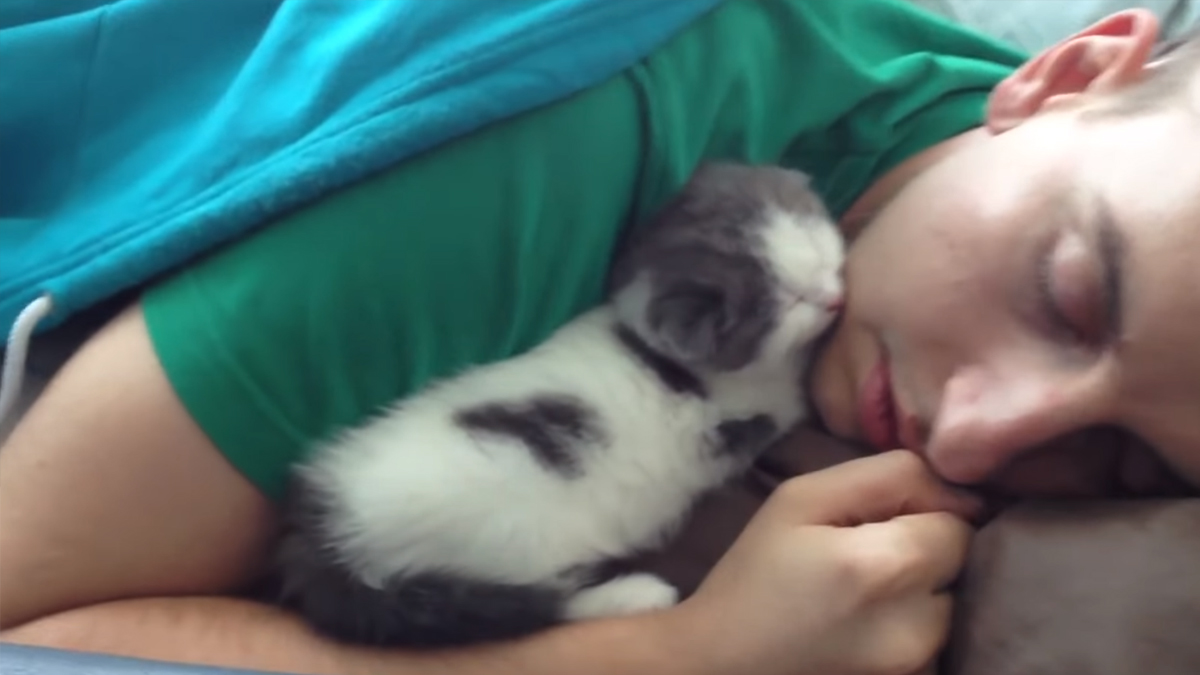 Precious Moment Between Fluffy Kitten and Her Hooman | Catlov