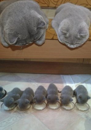 23+ Adorable Adult Cats With Their Insanely Cute Mini-me Counterparts ...