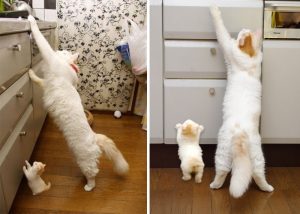 23+ Adorable Adult Cats With Their Insanely Cute Mini-me Counterparts ...