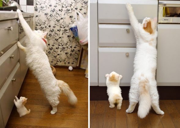 23+ Adorable Adult Cats With Their Insanely Cute Mini-me Counterparts ...