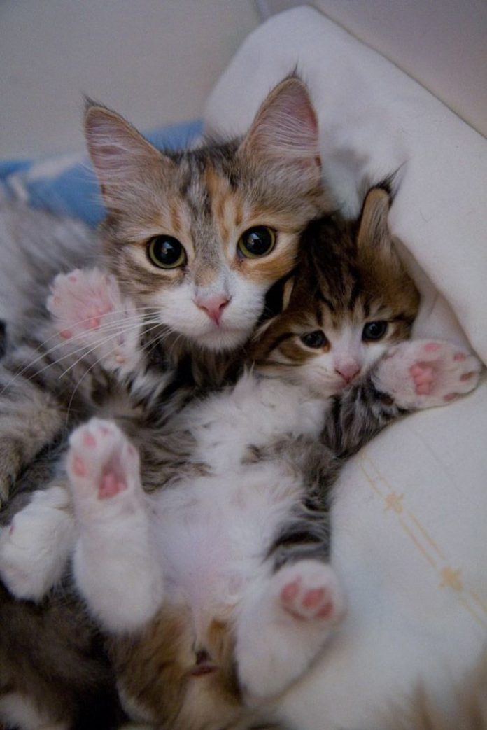 23+ Adorable Adult Cats With Their Insanely Cute Mini-me Counterparts ...