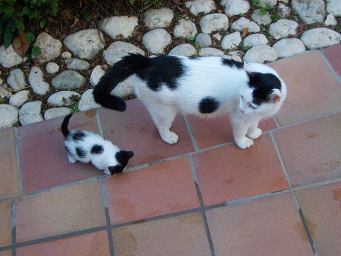 23+ Adorable Adult Cats With Their Insanely Cute Mini-me Counterparts ...