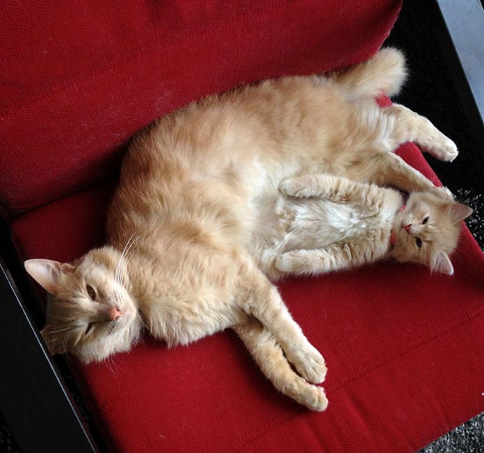 23+ Adorable Adult Cats With Their Insanely Cute Mini-me Counterparts ...