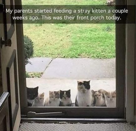 21+ Cat Snaps Whose Sole Purrpose Is To Bring You Joy | Catlov