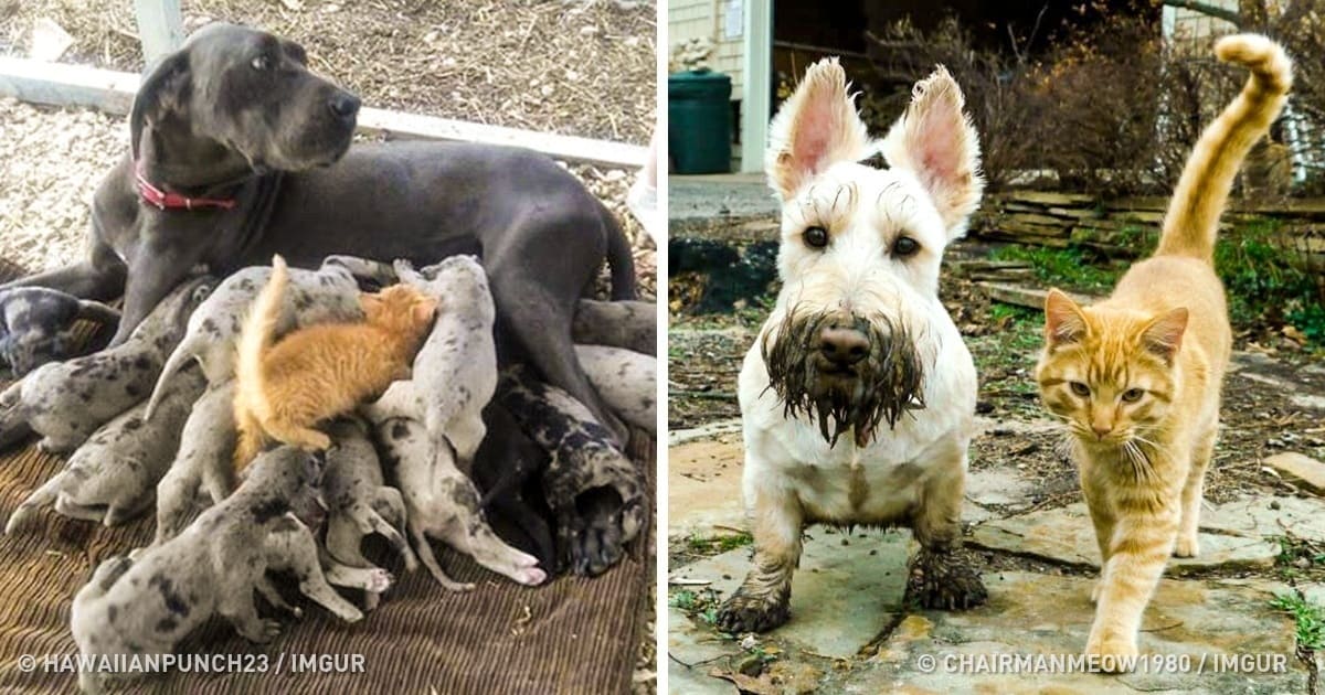 18+ Photos Of Beautiful Friendships Between Cats And Dogs | Catlov