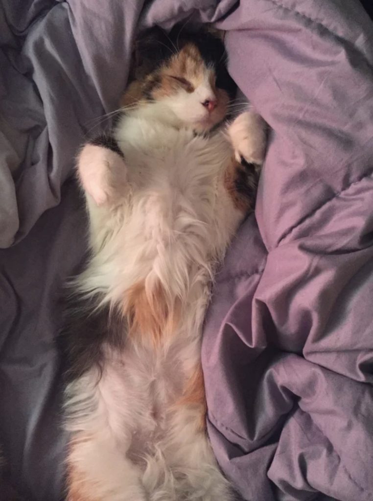 17 Reasons Why Cats Are The Cutest Creatures On This Planet | Catlov