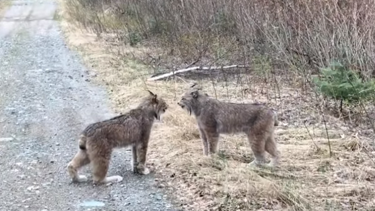 Two Canadian Lynx Have An Intense Conversation | Catlov