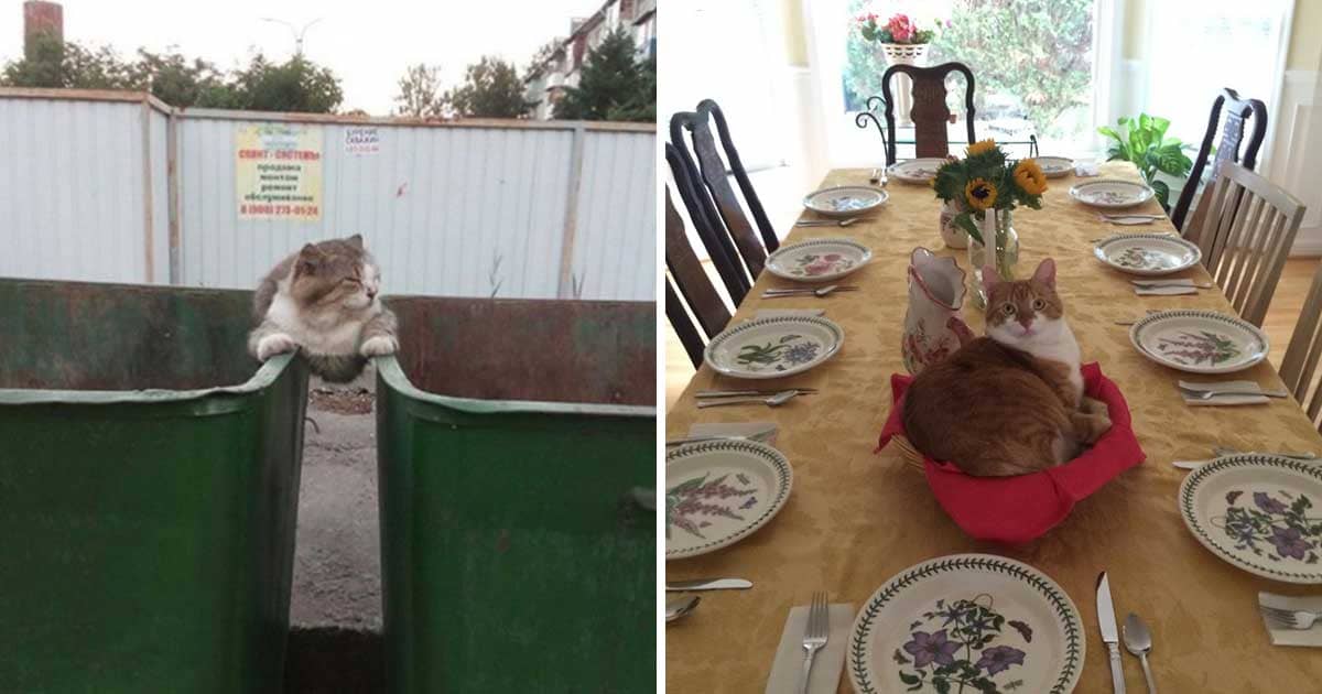 15+ Cats That Do Everything In Their Own Way | Catlov