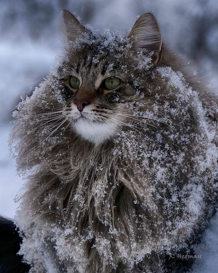 25+ Photos Of Finnish Cats Living Their Best Winter Life | Catlov