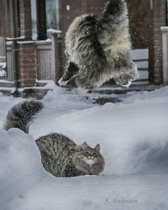 25+ Photos Of Finnish Cats Living Their Best Winter Life | Catlov