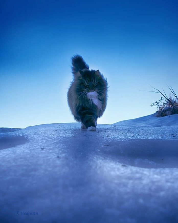 25+ Photos Of Finnish Cats Living Their Best Winter Life | Catlov