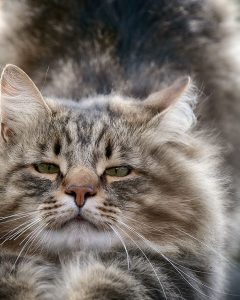 25+ Photos Of Finnish Cats Living Their Best Winter Life | Catlov