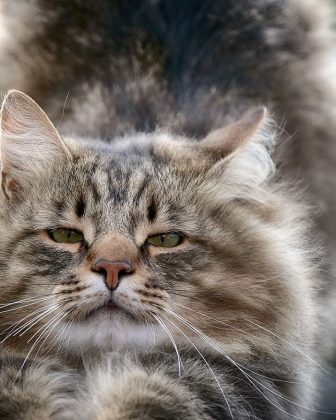 25+ Photos Of Finnish Cats Living Their Best Winter Life | Catlov