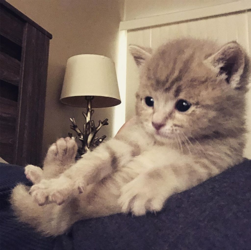 not-a-cat-person-until-2 | Catlov