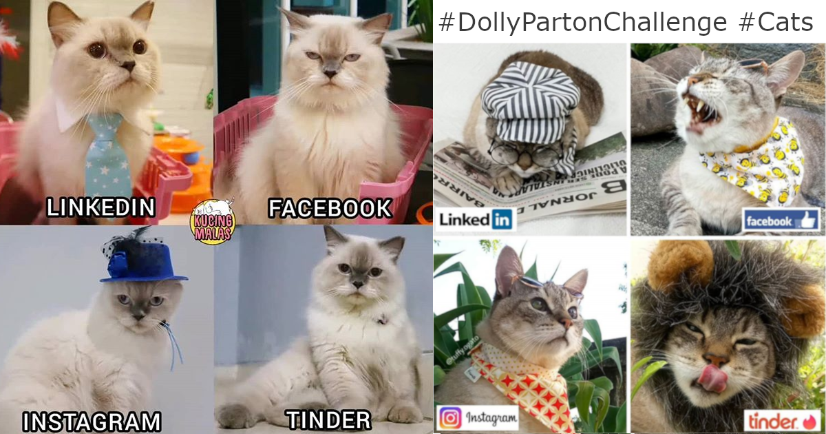 40+ Cats Rocking The #DollyPartonChallenge | Catlov