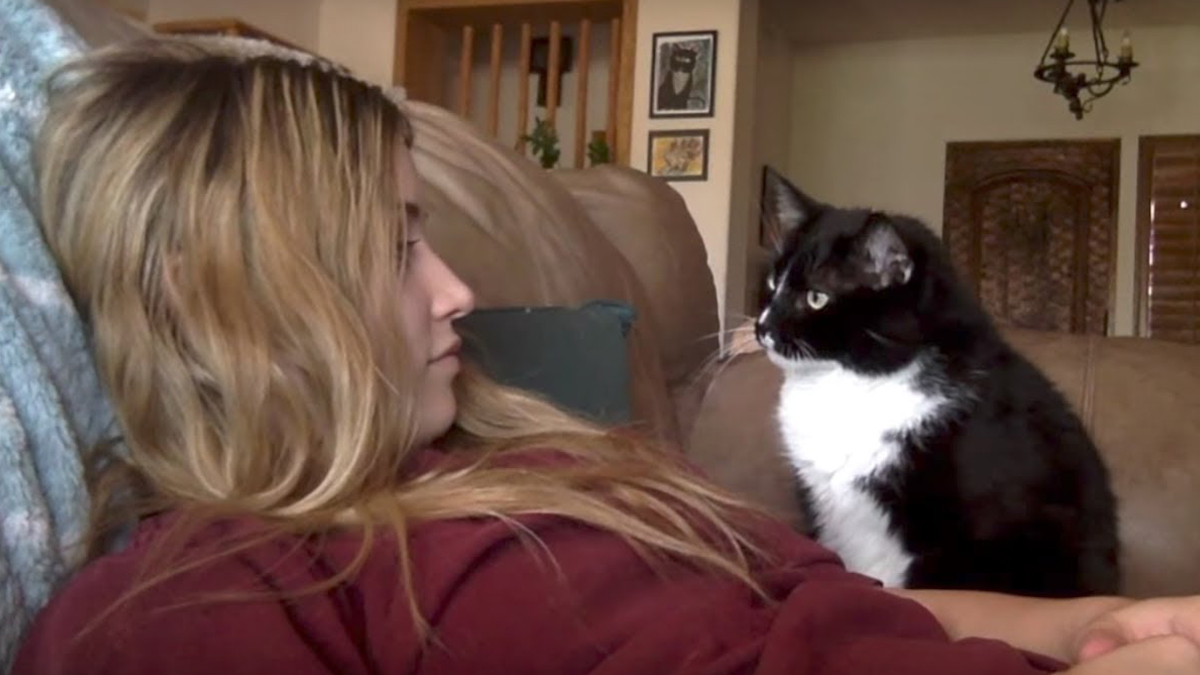 Cat Politely Asking To Get Petted | Catlov