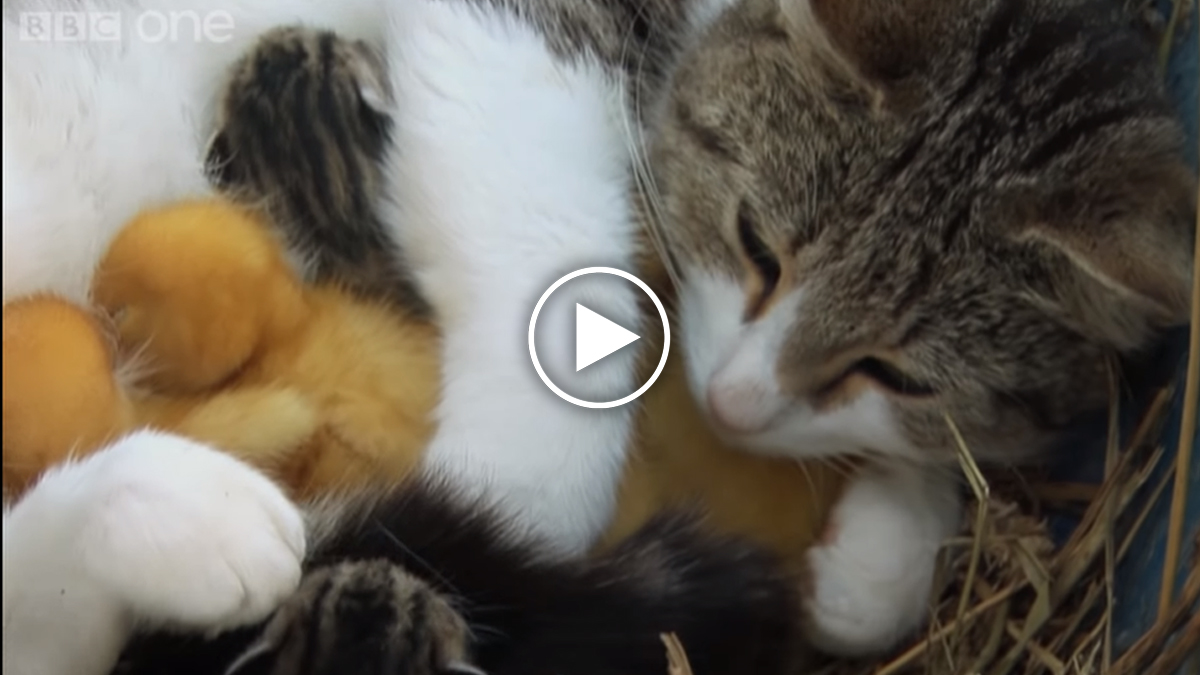 Cat Cuddles Kittens And Adopted Ducklings | Catlov
