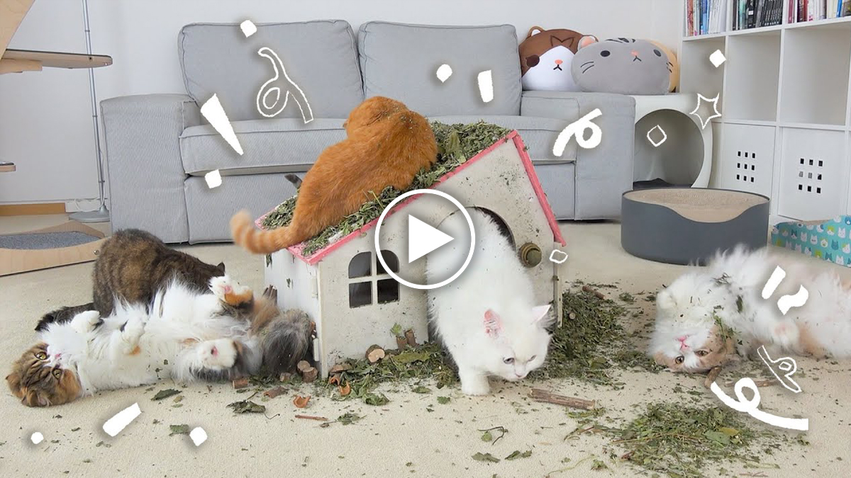 300 Dollars Crazy Catnip Party! | Catlov